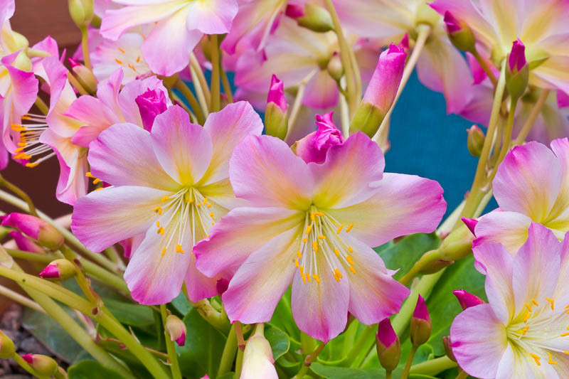 Lewisia tweedyi 'Rosea' (Tweedy Lewisia)