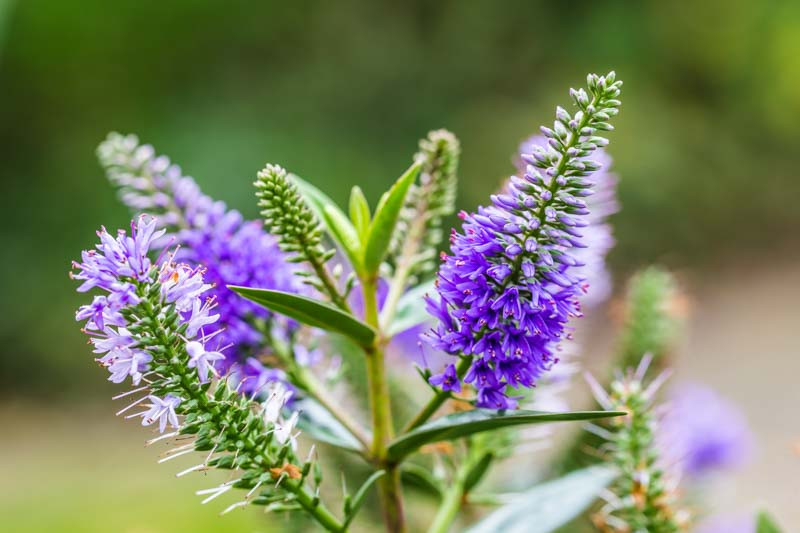 Veronica 'Blue Bomb' (Speedwell)
