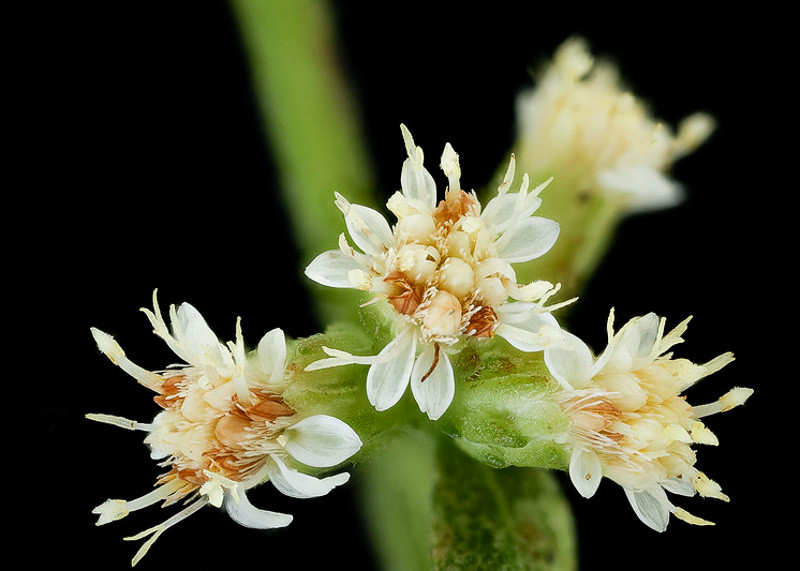 Solidago bicolor (White Goldenrod)