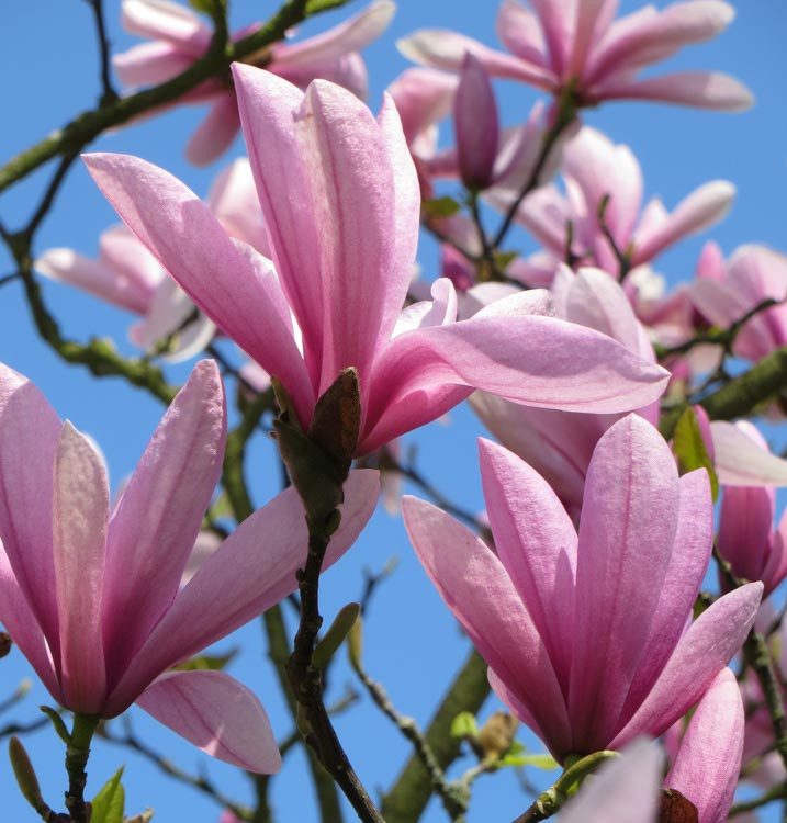 Magnolia 'Spectrum'