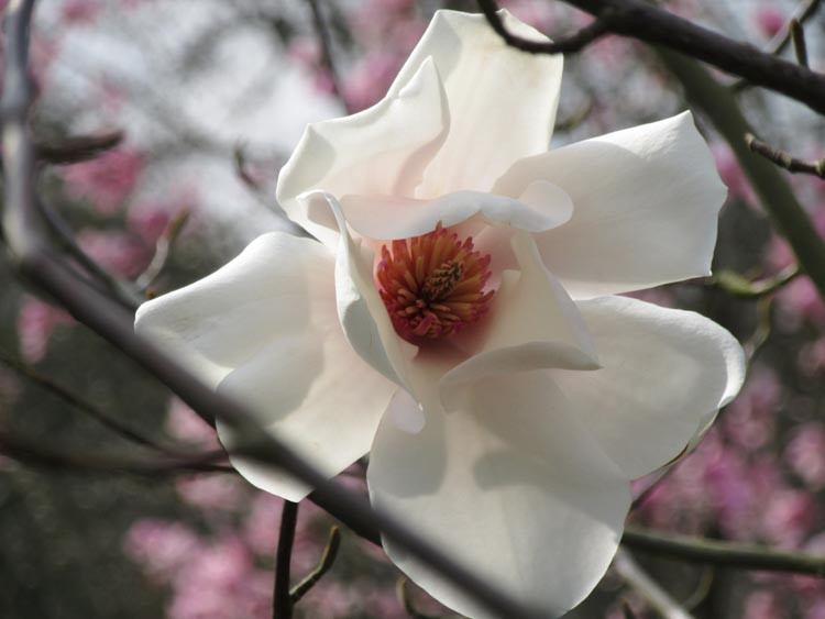 Magnolia salicifolia (Anise Magnolia)