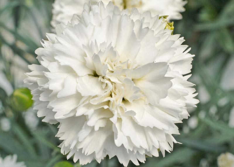 Dianthus 'Memories'