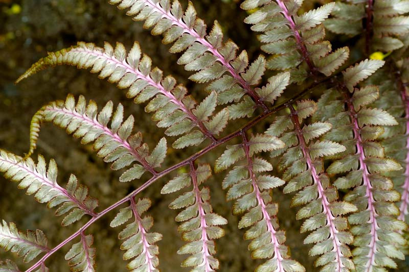 Athyrium niponicum var. pictum 'Ursula's Red' (Painted Lady Fern)
