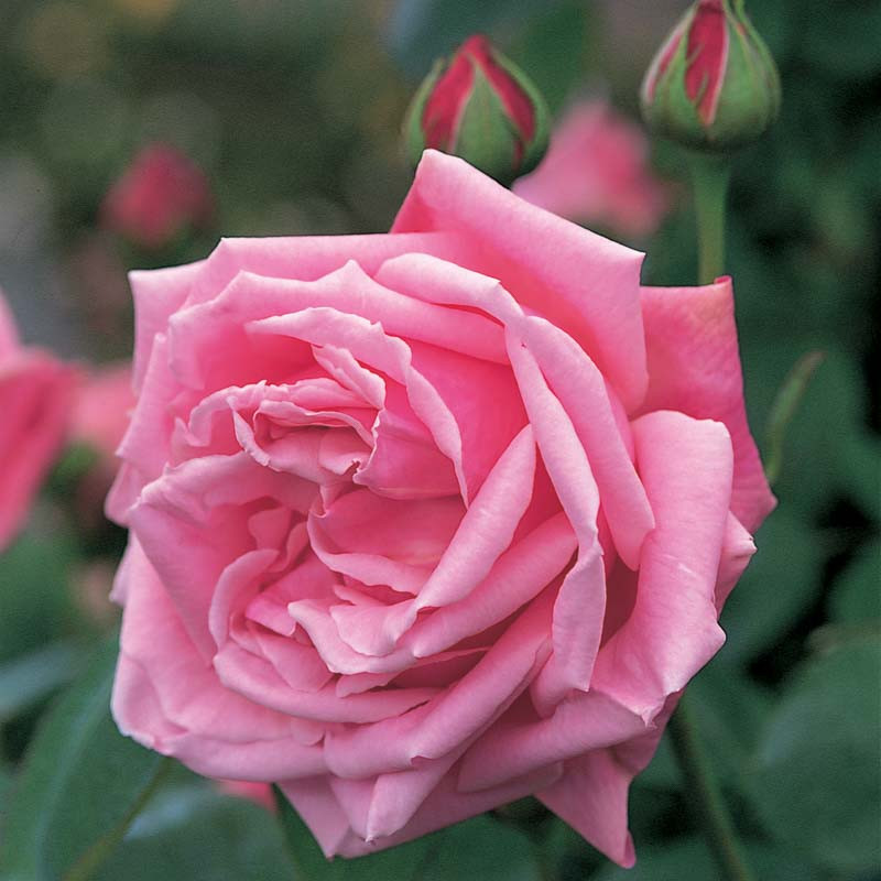 Rosa 'Mme Caroline Testout' (Climbing Rose)