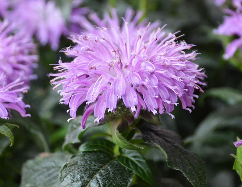 Monarda 'Blue Moon' (Bee Balm)