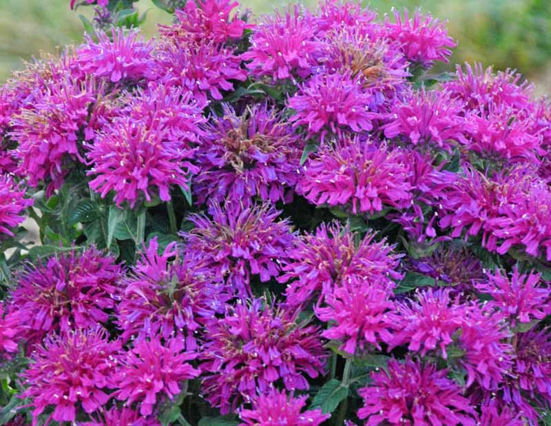 Monarda 'Grape Gumball' (Bee Balm)