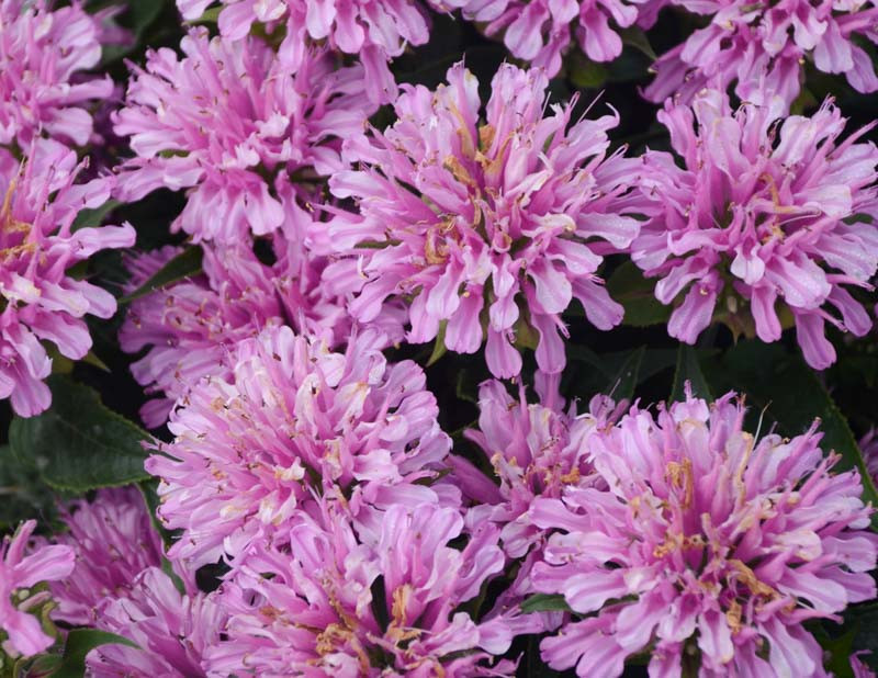 Monarda didyma 'Pardon My Lavender' (Bee Balm)