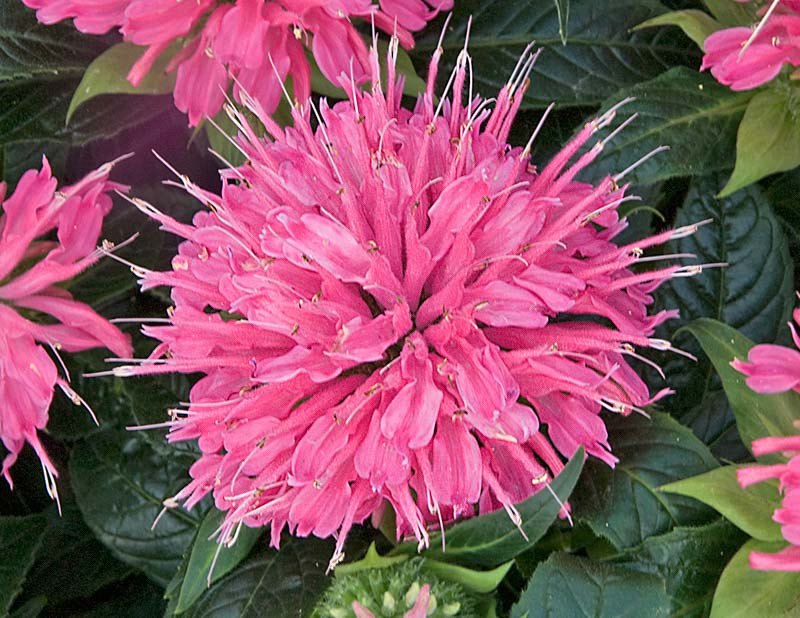 Monarda didyma 'Pardon My Pink' (Bee Balm)