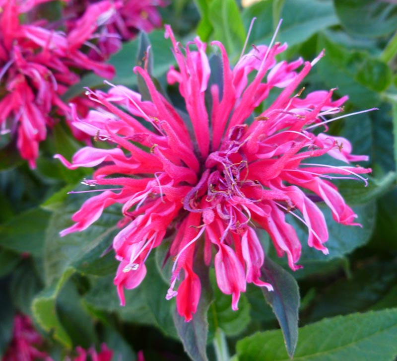 Monarda 'Balmy Rose' (Bee Balm)