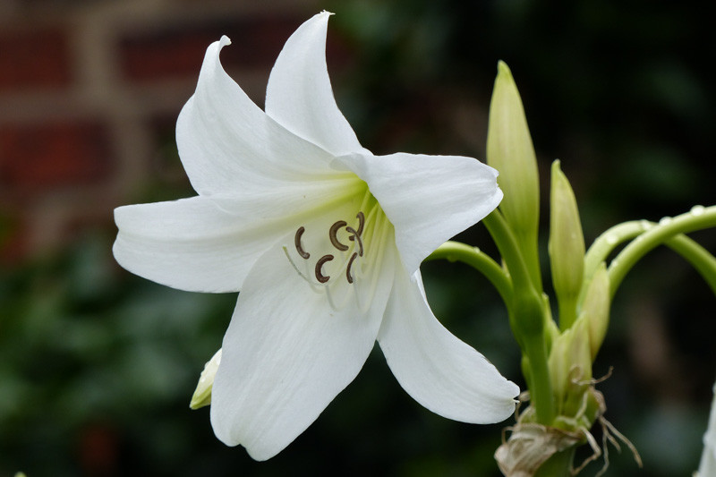 Crinum x powellii 'Album' (Swamp Lily)
