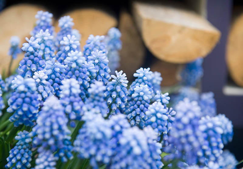 Muscari aucheri 'Blue Magic' (Grape Hyacinth)
