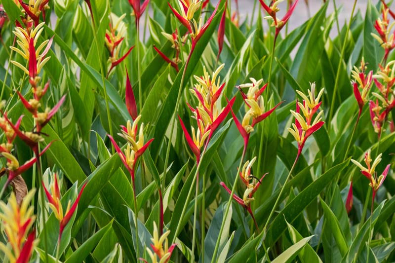Heliconia psittacorum (Parrot Heliconia)