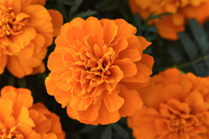 Tagetes patula Bonanza™ Deep Orange (French Marigold)