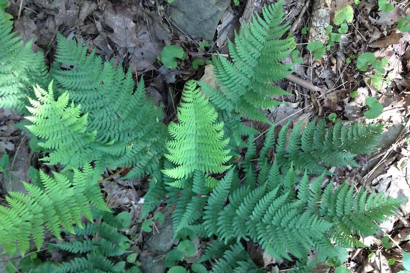 Dryopteris marginalis (Marginal Wood Fern)