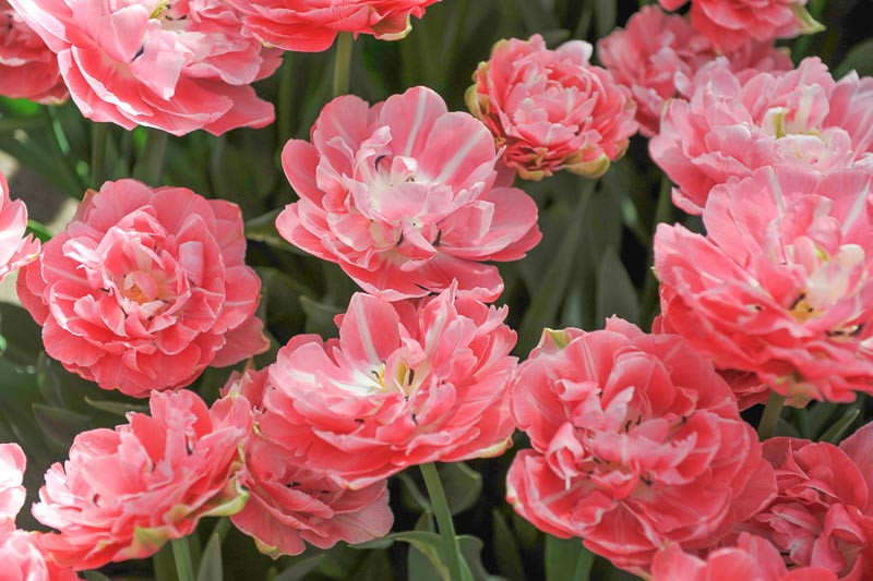 Tulipa 'Aveyron' (Double Late Tulip)