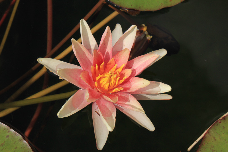 Nymphaea 'Sioux' (Hardy Water Lily)