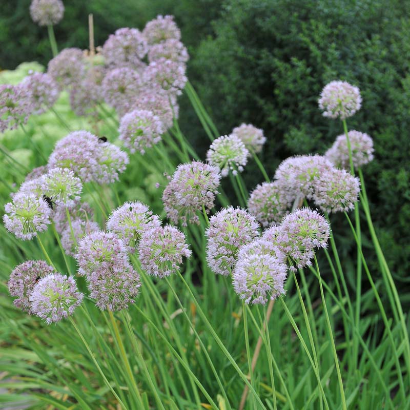 Allium nutans (Siberian Chives)