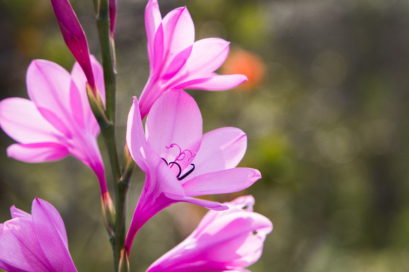 Watsonia borbonica (Pink Watsonia)