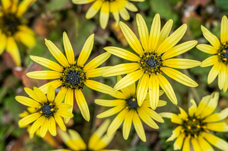 Arctotheca calendula (Cape Dandelion)