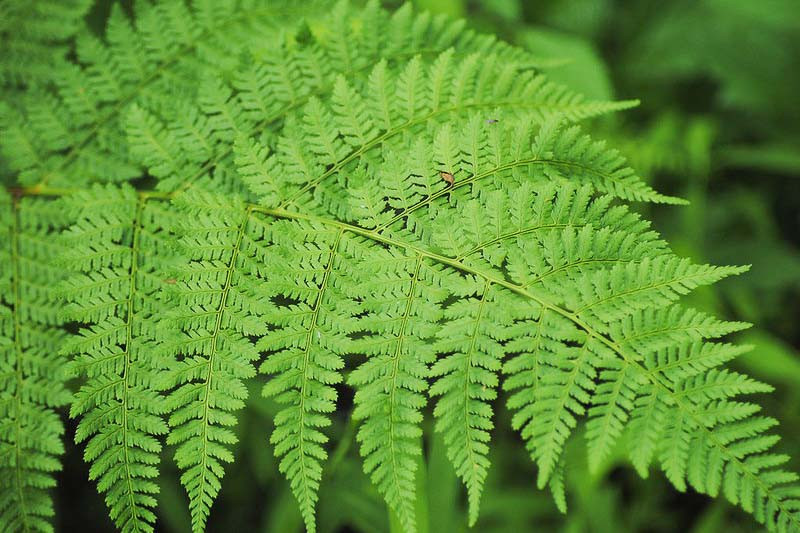 Dryopteris carthusiana (Spinulose Wood Fern)