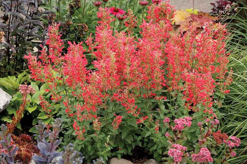 Agastache 'Kudos Red' (Hummingbird Mint)