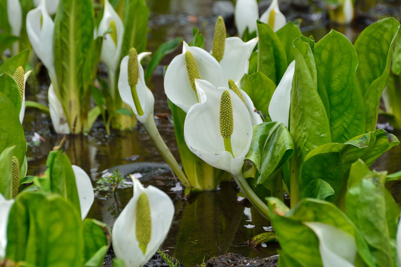 Lysichiton camtschatcensis (Asian Skunk Cabbage)