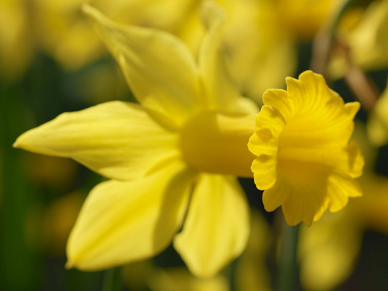Narcissus 'February Gold' (Cyclamineus Daffodil)