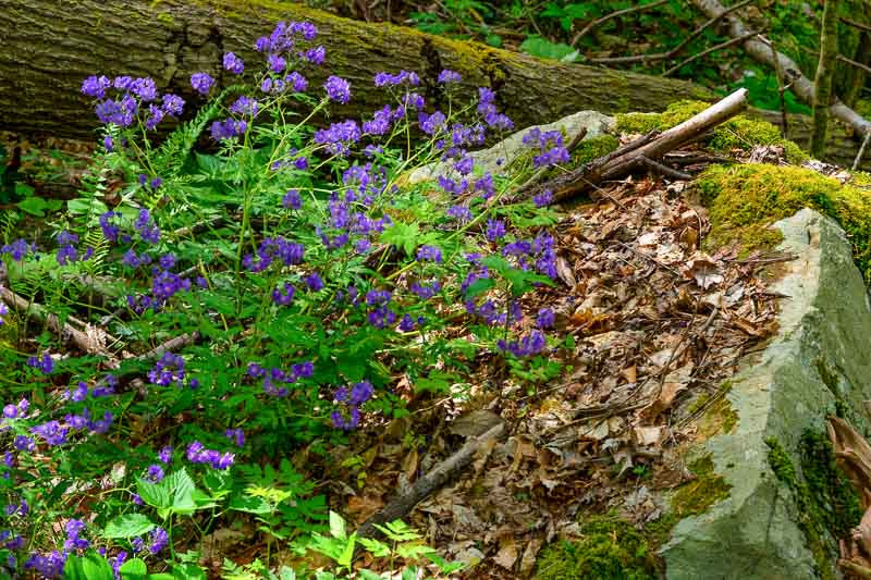 Phacelia bipinnatifida (Fernleaf Phacelia)