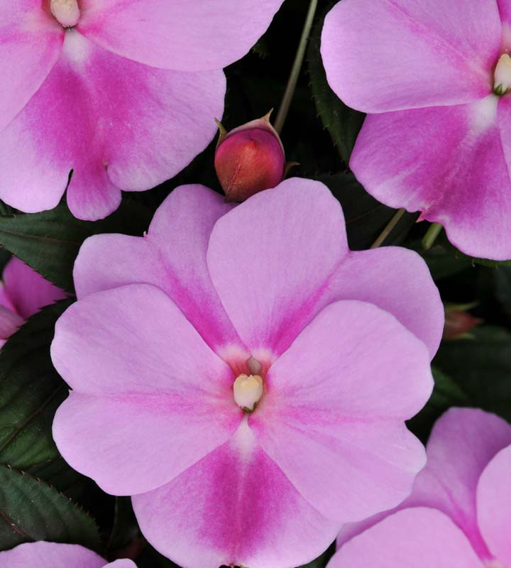 Impatiens 'Divine Lavender'