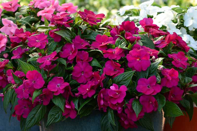 Impatiens 'Divine Violet'