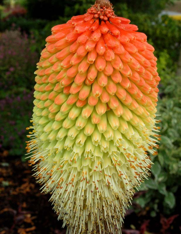 Kniphofia northiae (Giant Red Hot Poker)