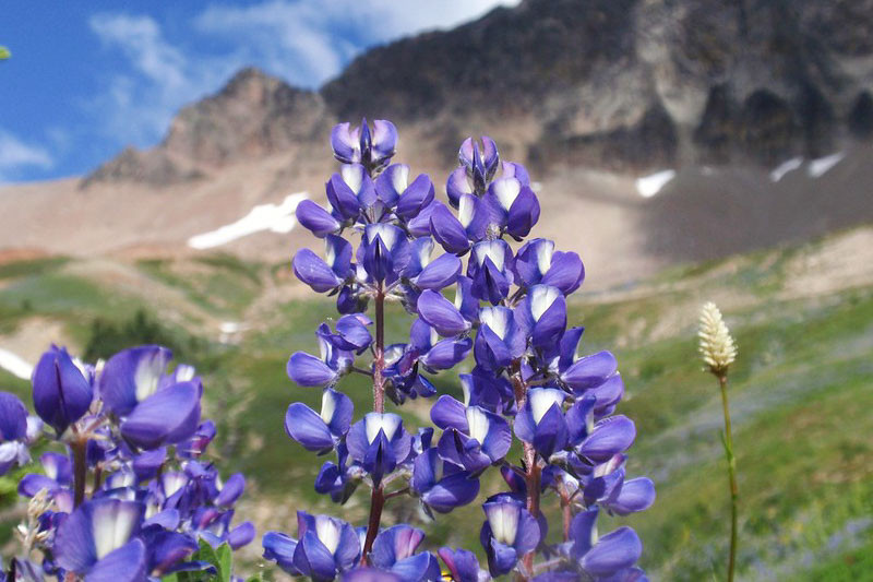 Lupinus latifolius (Broadleaf Lupine)