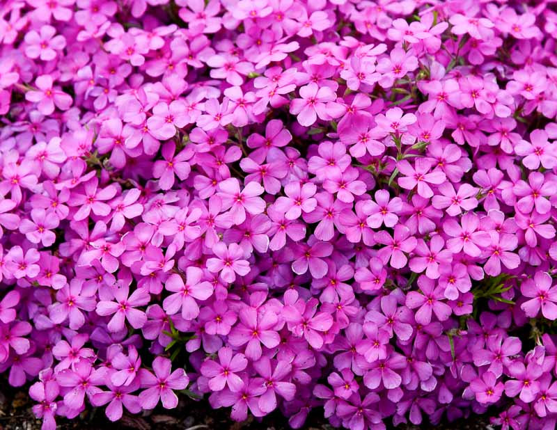 Phlox subulata 'Ruby Riot' (Creeping Phlox)