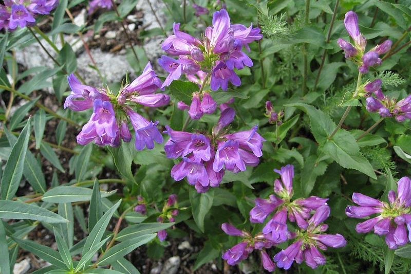 Penstemon serrulatus (Cascade Penstemon)