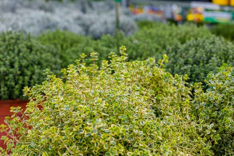 Thymus pulegioides 'Aureus' (Golden Large Thyme)