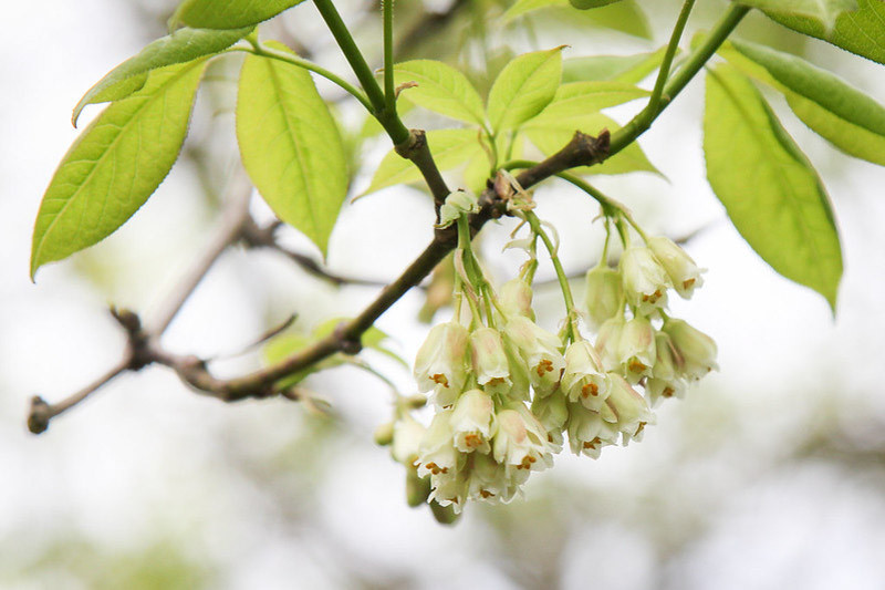 Staphylea trifolia (American Bladdernut)
