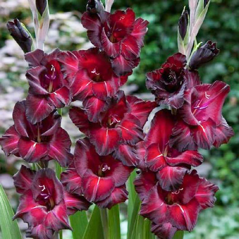 Gladiolus 'Black Star' (Sword Lily)