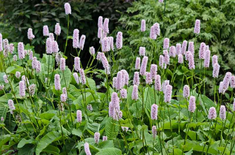 Persicaria bistorta 'Superba' (Bistort)