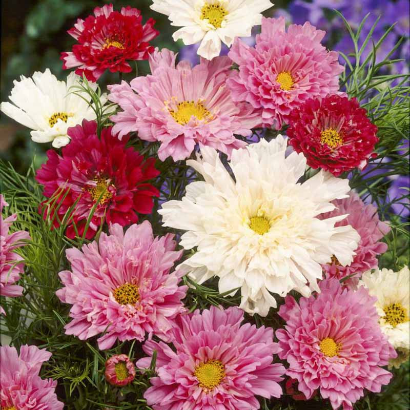 Cosmos bipinnatus 'Double Click Mixed'