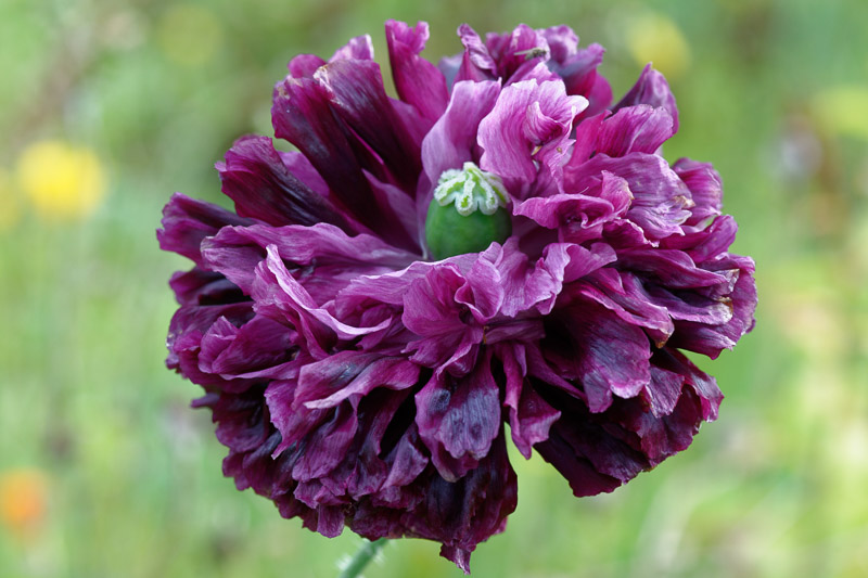 Papaver somniferum (Paeoniiflorum Group) 'Schwarzer Drachen' (Opium Poppy)