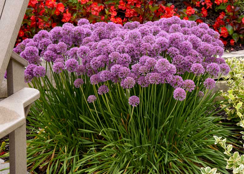 Allium 'Serendipity' (Ornamental Allium)