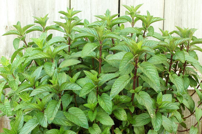 Lemon Mint (Mentha x piperita f. citrata)