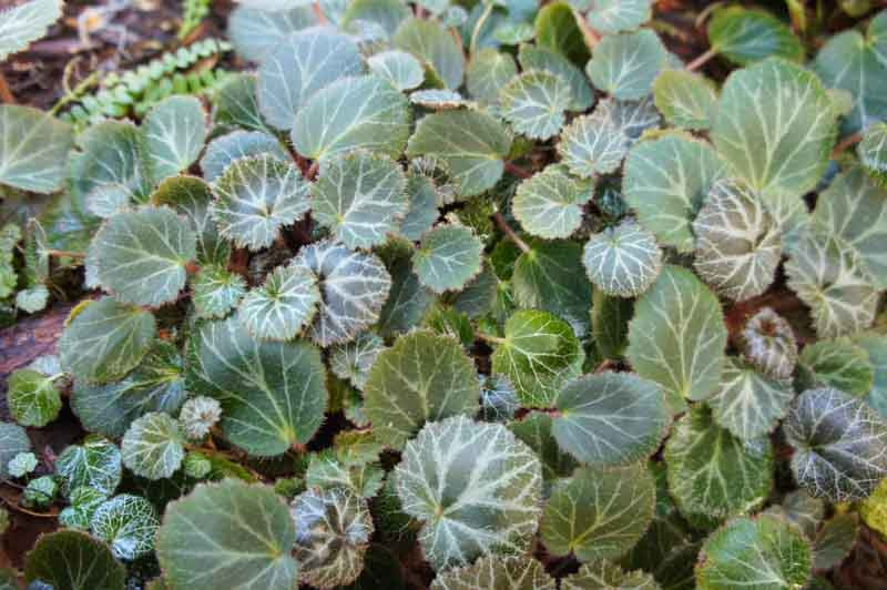 Saxifraga stolonifera 'Maroon Beauty' (Strawberry Begonia)