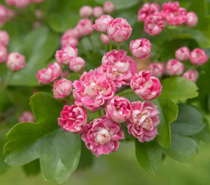 Crataegus laevigata 'Rosea Flore Pleno' (English Hawthorn)