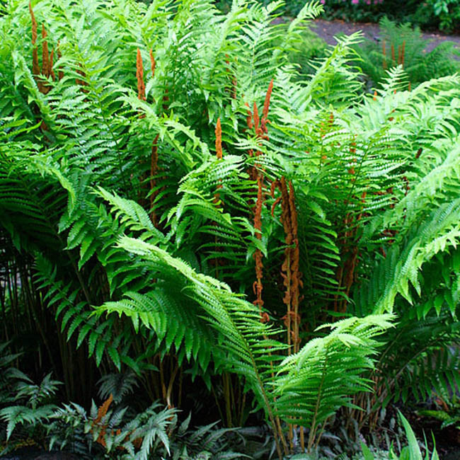 Osmunda cinnamomea (Cinnamon Fern)