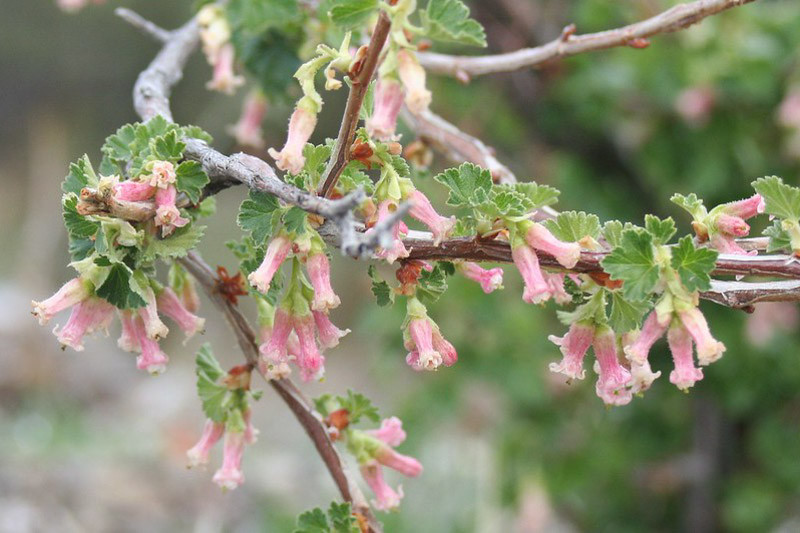 Ribes cereum (Wax Currant)