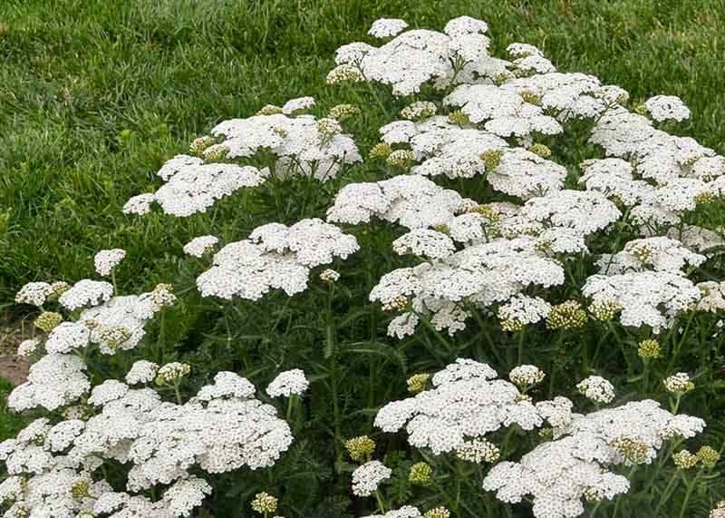 Achillea millefolium 'Firefly Diamond' (Yarrow)