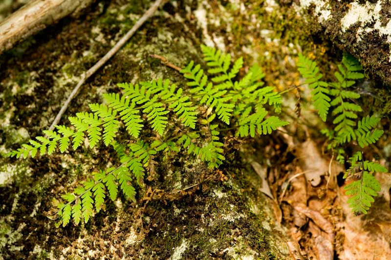 Cystopteris bulbifera (Bulblet Bladder Fern)