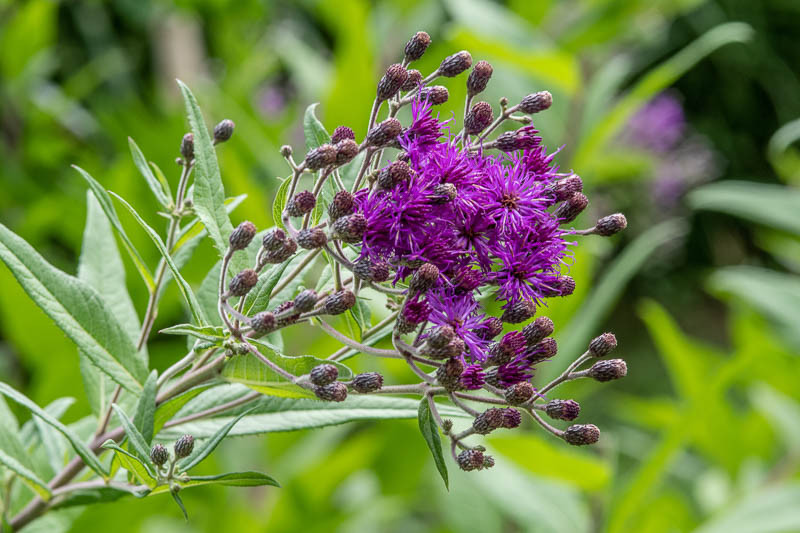 Vernonia gigantea (Giant Ironweed)