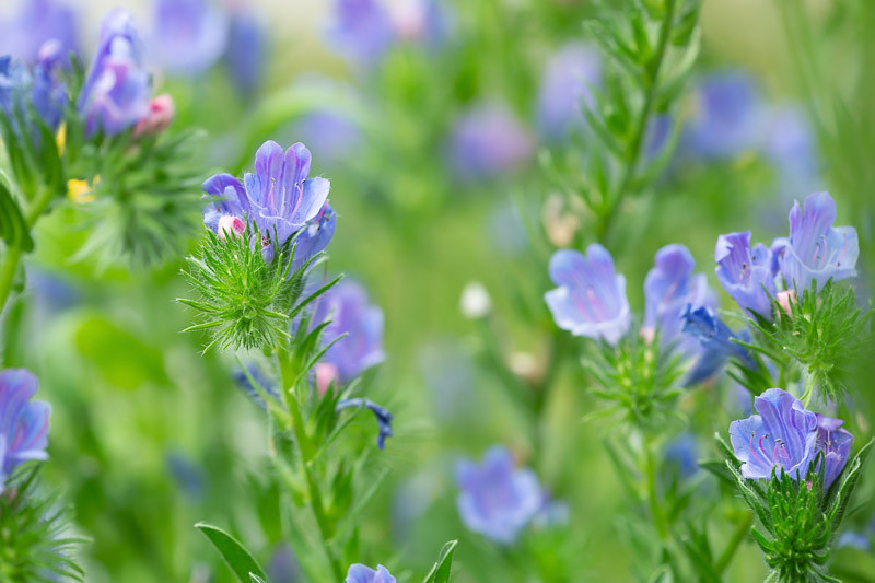 Echium vulgare 'Blue Bedder' (Viper's Bugloss)
